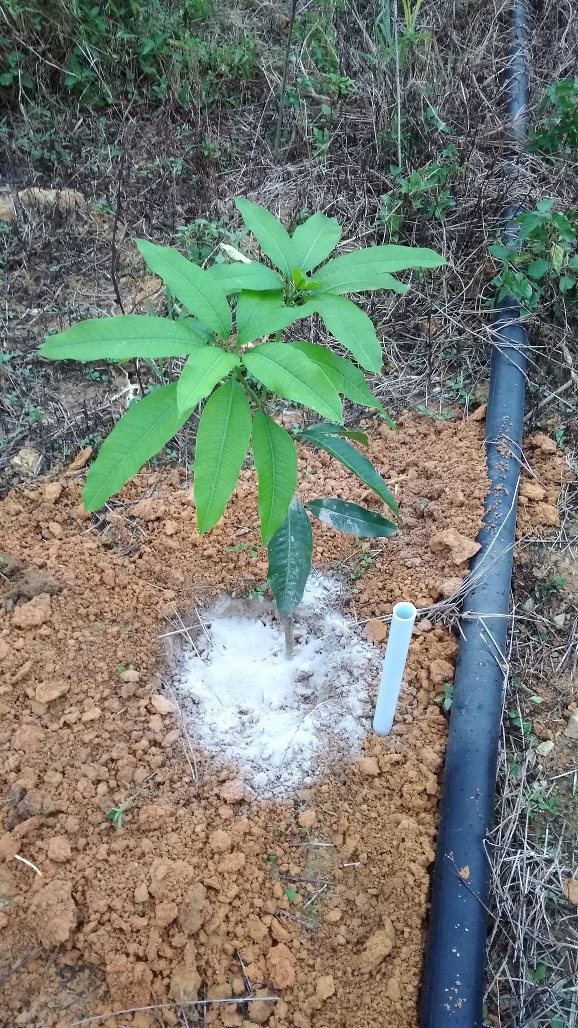 Menanam 5 anak pokok mempelam di Dusun HR Tarikh : 26/8/2022 (Jumaat ...