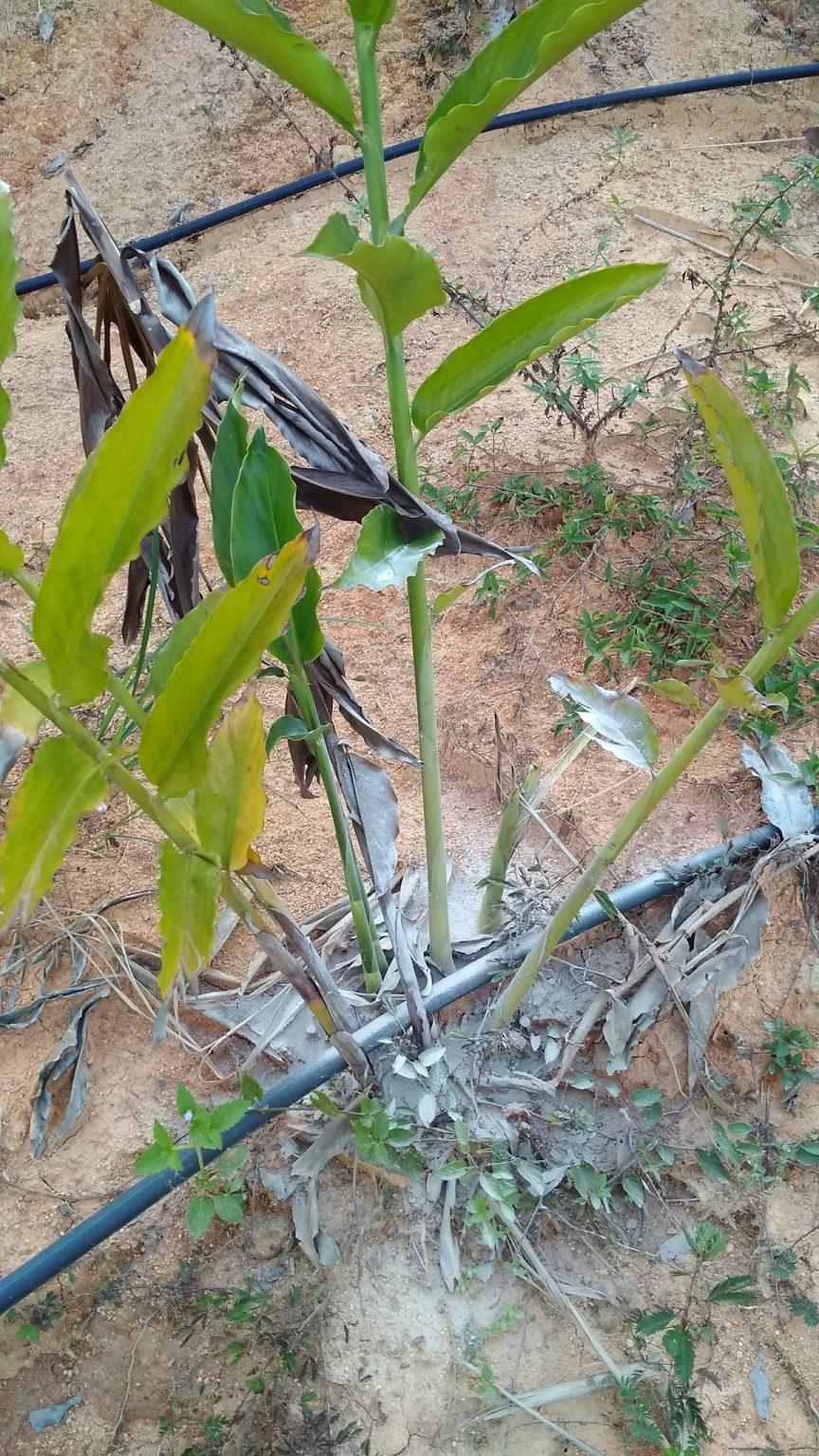 Tabur baja organik Dolo Plus segenggam dekat 50 rumpun kantan yang ...